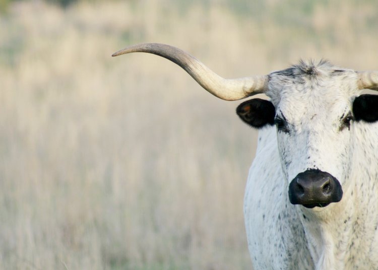 Longhorn Love — b.davis photography