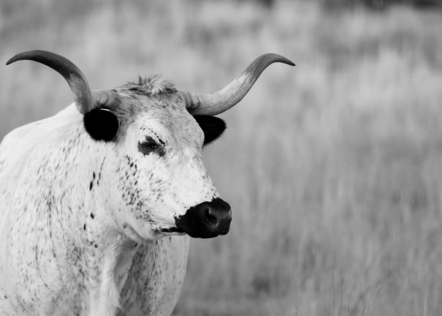 Longhorn Love — b.davis photography