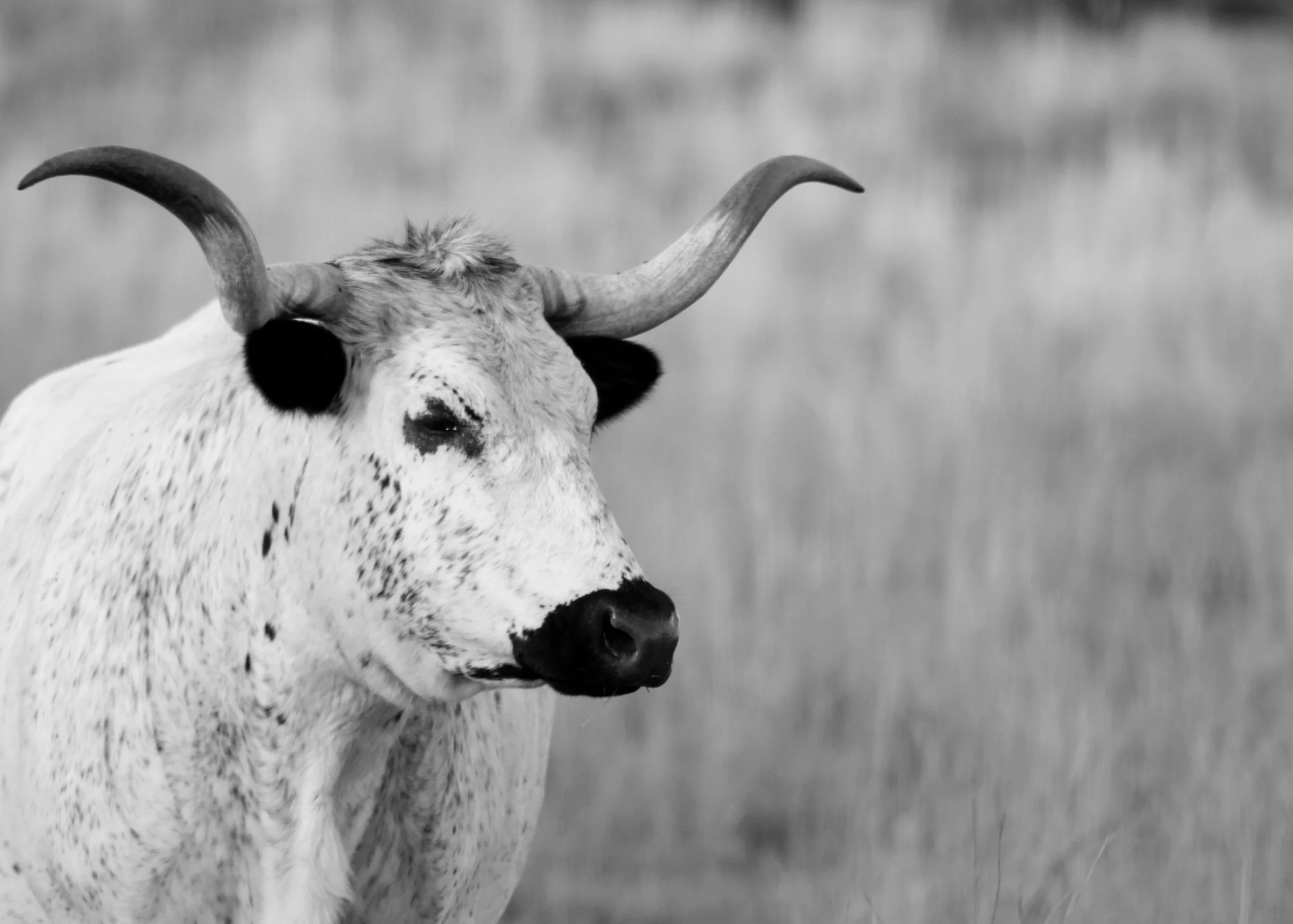 Longhorn Love — b.davis photography
