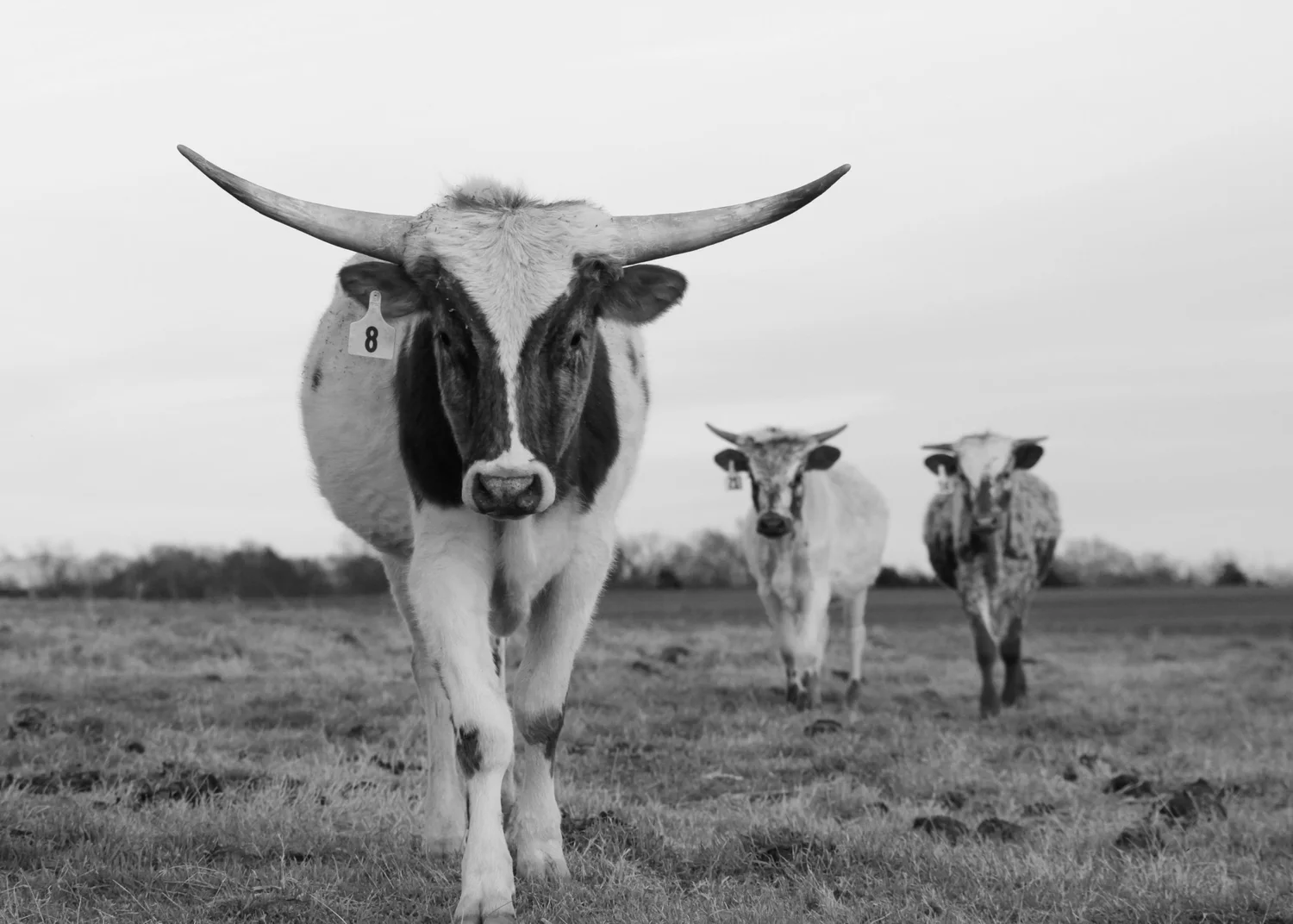 Longhorn Love — b.davis photography