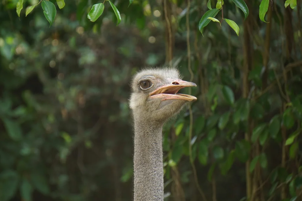 French humour - Is it difficult to understand ? — French Lessons in ...