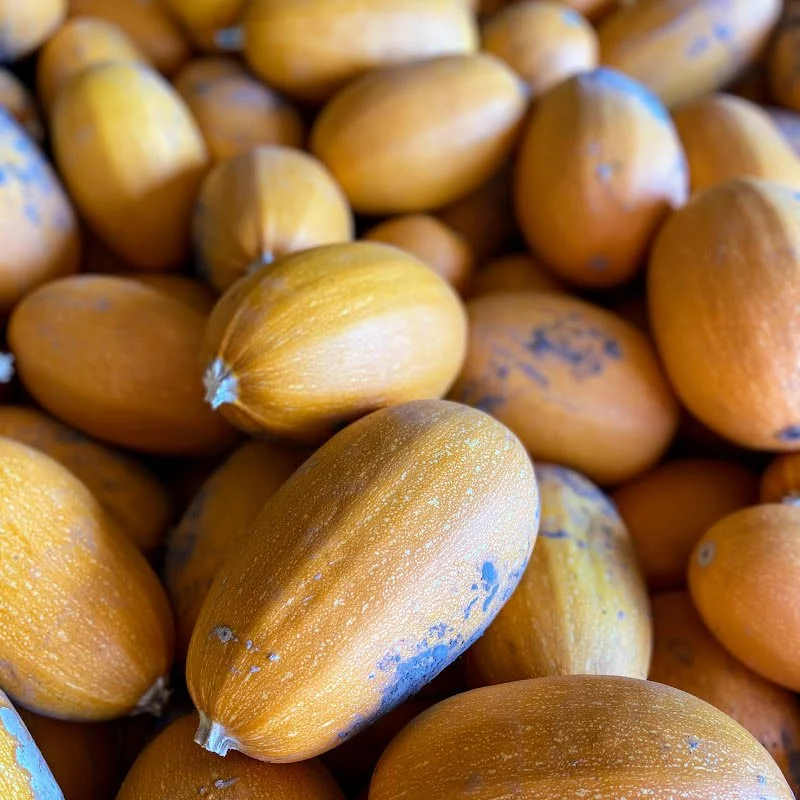 Fall 2023 #2/11: Spaghetti Squash, Cone Cabbage & Baby Chicks! — Wild ...