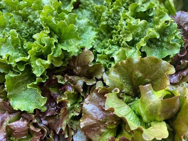 Summer 2024 #2/17: Lovely Lettuces (and how to make them last!) — Wild ...