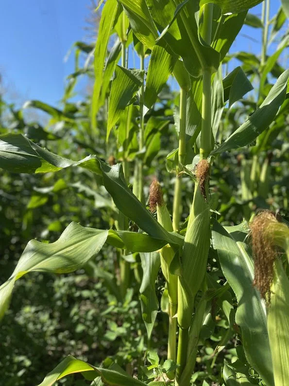 Wild Hare Weekly — Wild Hare Organic Farm