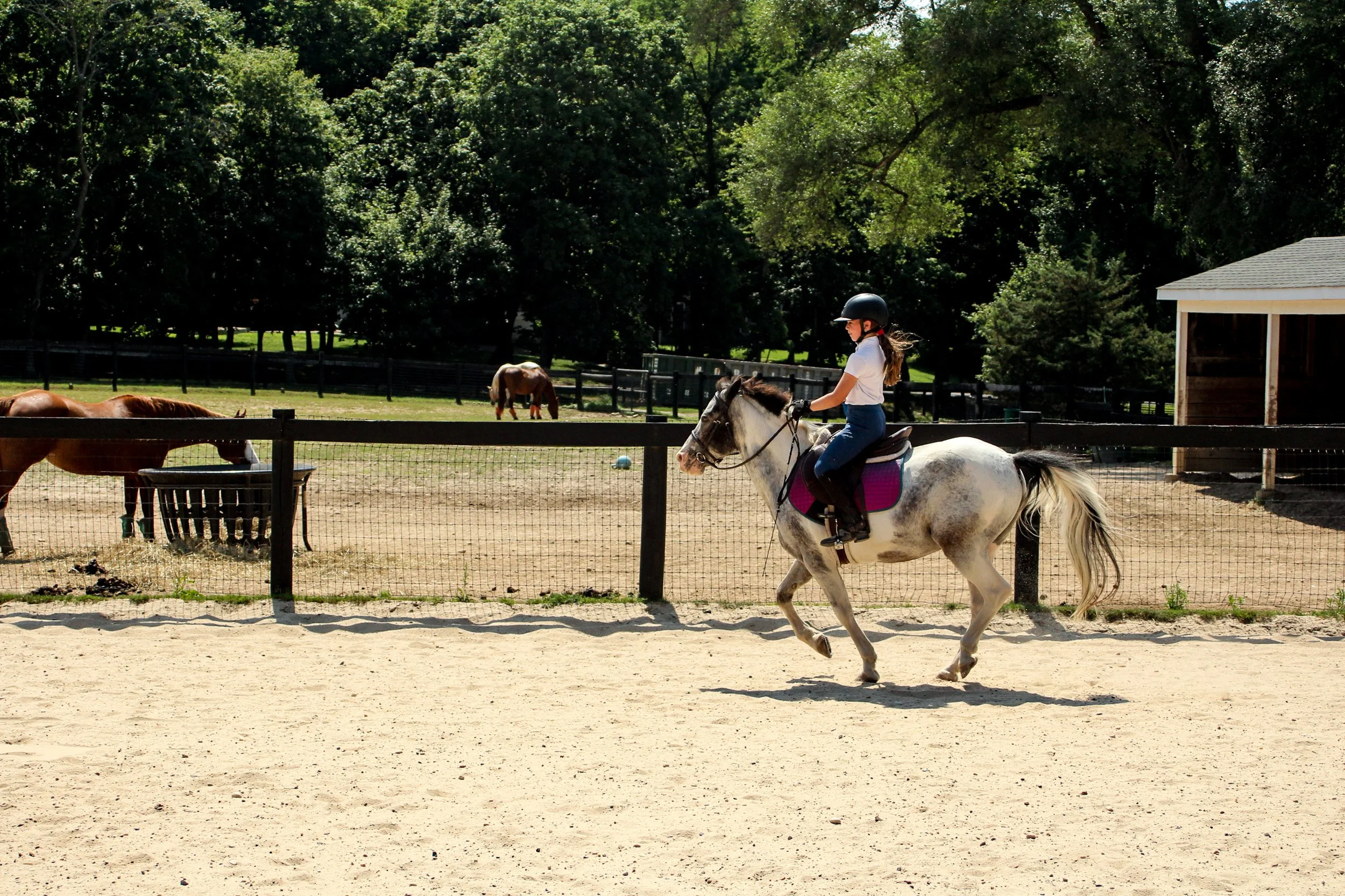 Programs — GREAT STRIDES LI