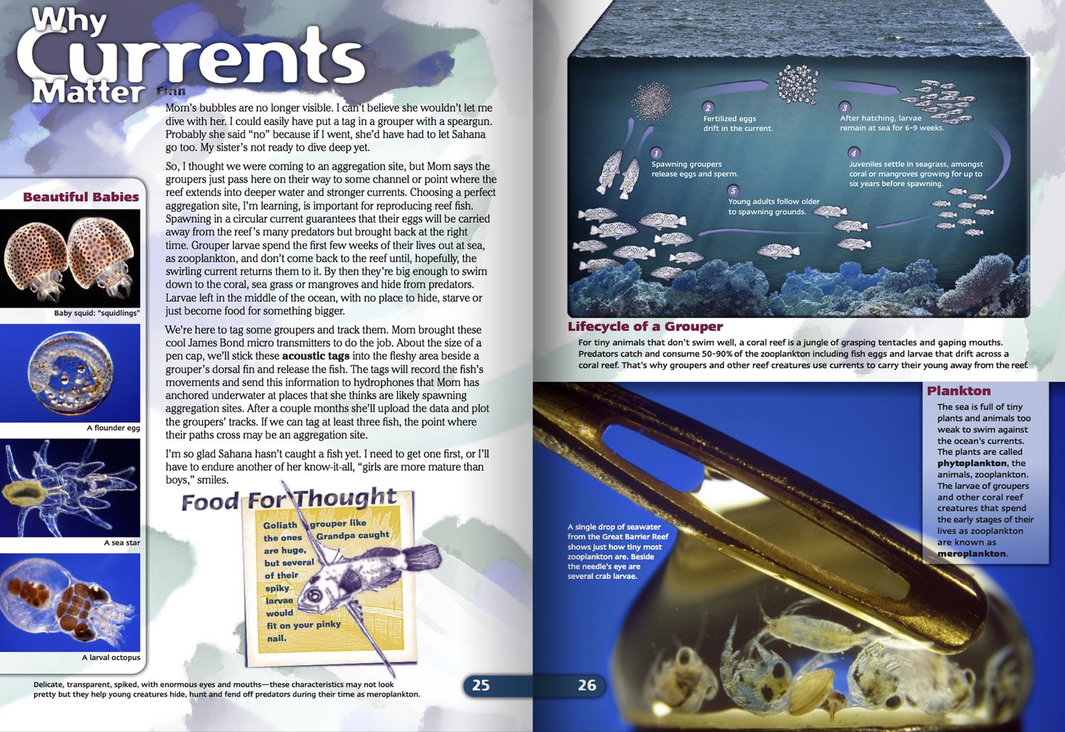 Grouper Lifecycle — Keith Meehan Creative