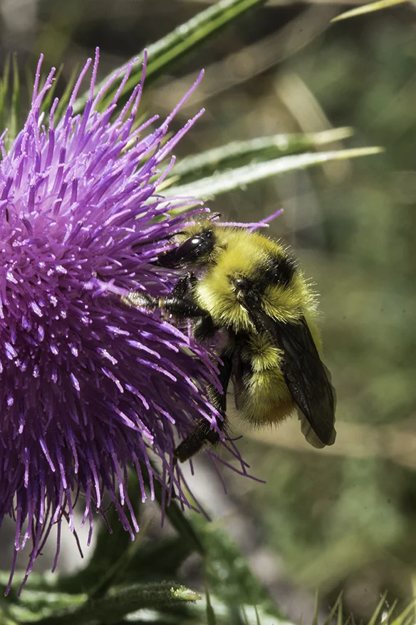 Pajarito Plateau Native Bee Survey — Friends of Bandelier