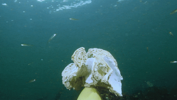 Scallop Swimming Gif