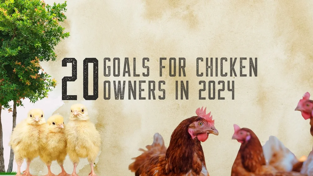 20 Goals for Chicken Owners in 2024 — Harvest Homesteaders