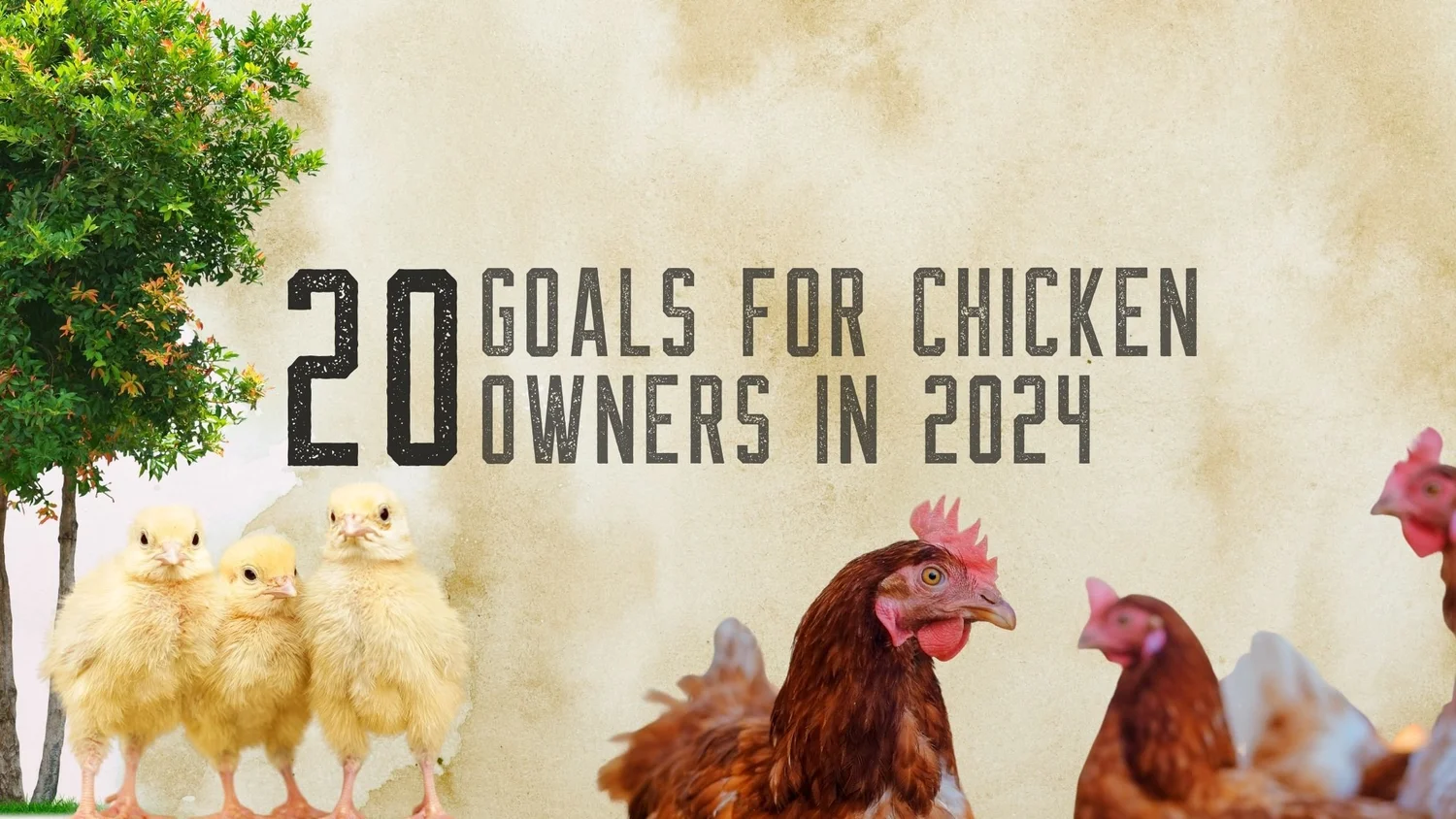 20 Goals for Chicken Owners in 2024 — Harvest Homesteaders