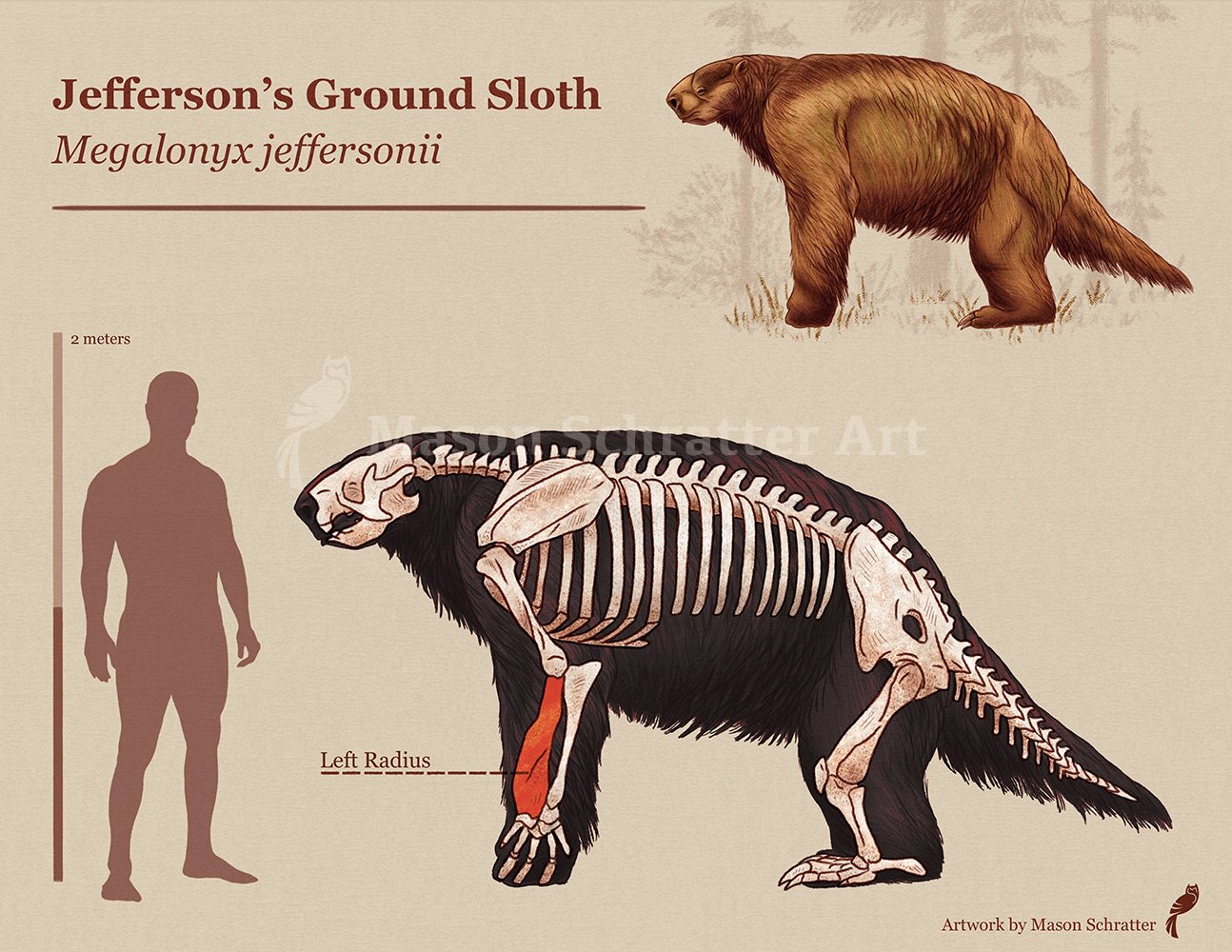 Megalonyx jeffersonii skeletal — Mason Schratter Art