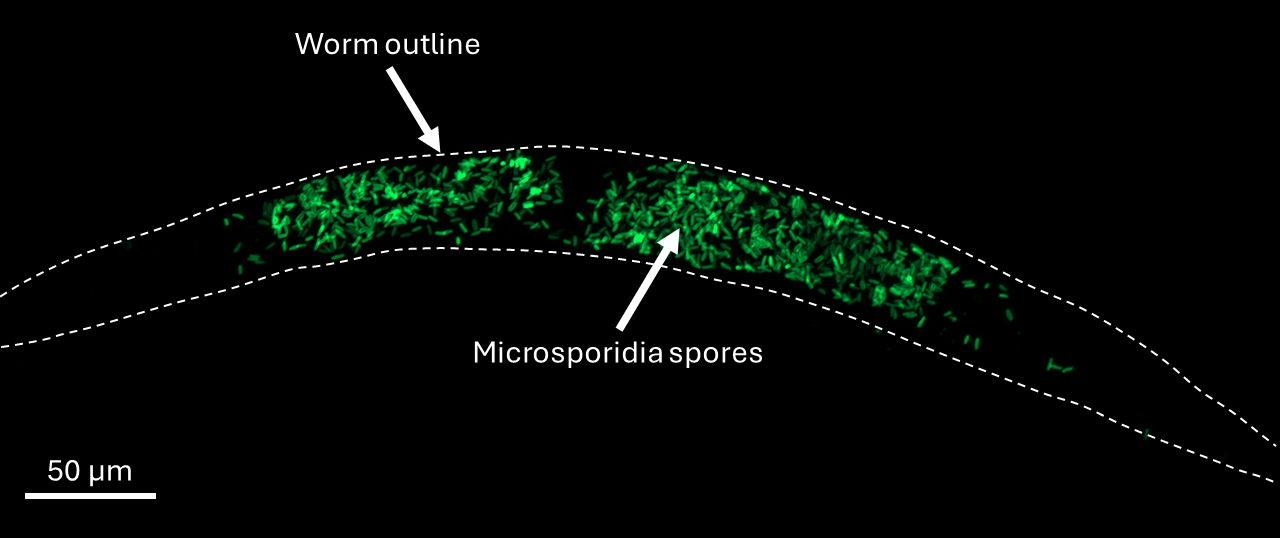 Worms About Town — Reinke lab @ Utoronto