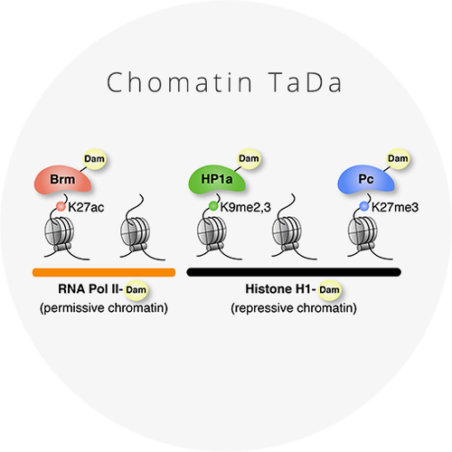 Chromatin DamID — Andrea Brand Lab