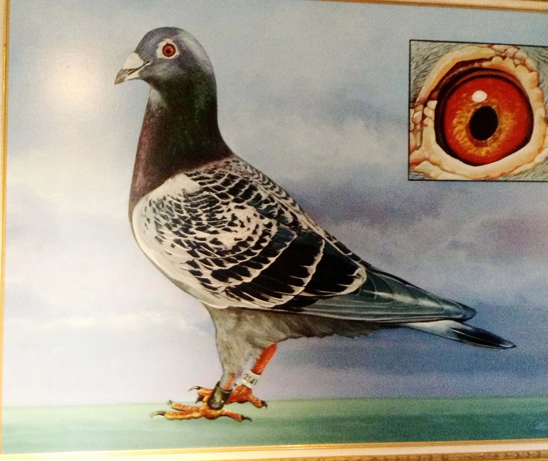 ACE PIGEONS Bird Supply Store l Winning Pigeons Prefer ACE l Lowest ...