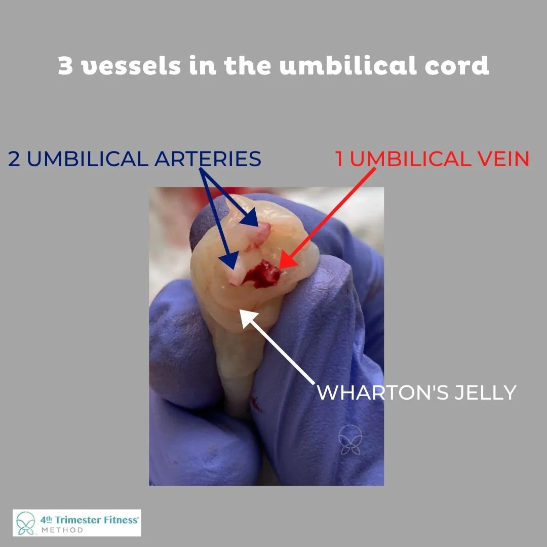 Delayed Cord Clamping 4th Trimester Fitness Method Delayed Cord Clamping 4th Trimester Fitness Method
