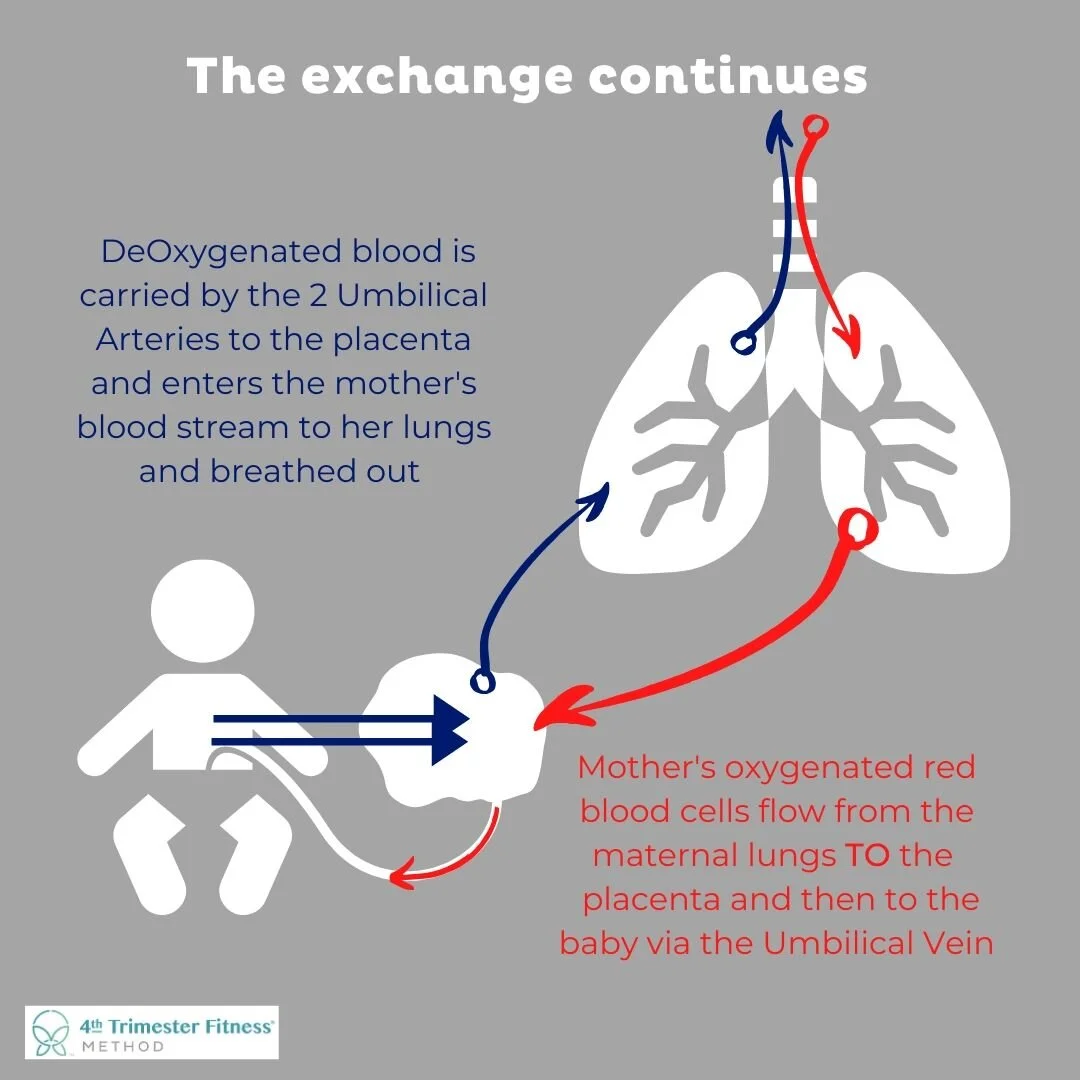 Umbilical Vein Oxygenated Or Deoxygenated