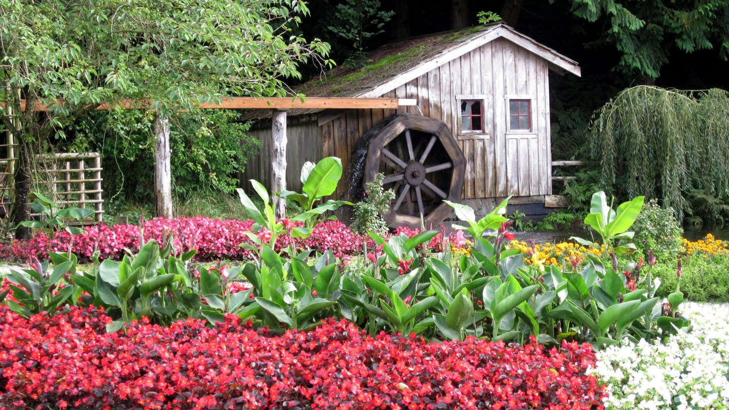 GALLERY — Cedar Springs