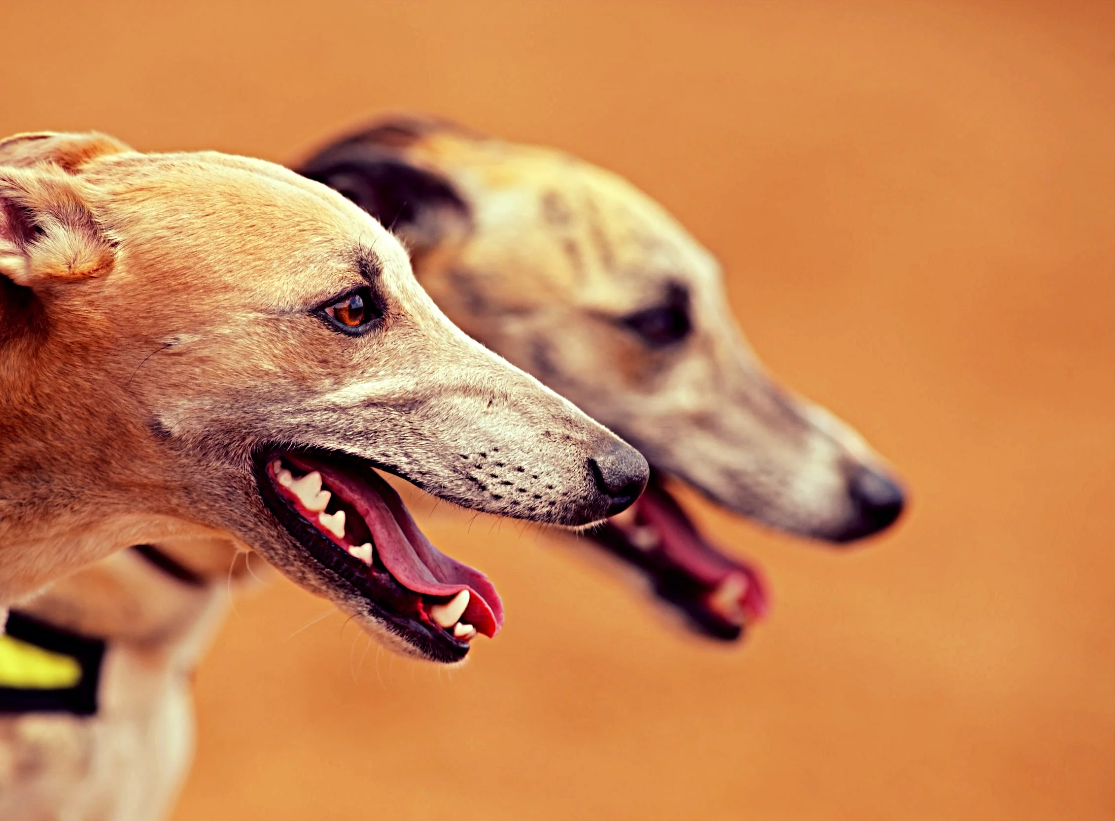 Two Red Greyhound Wallpapers