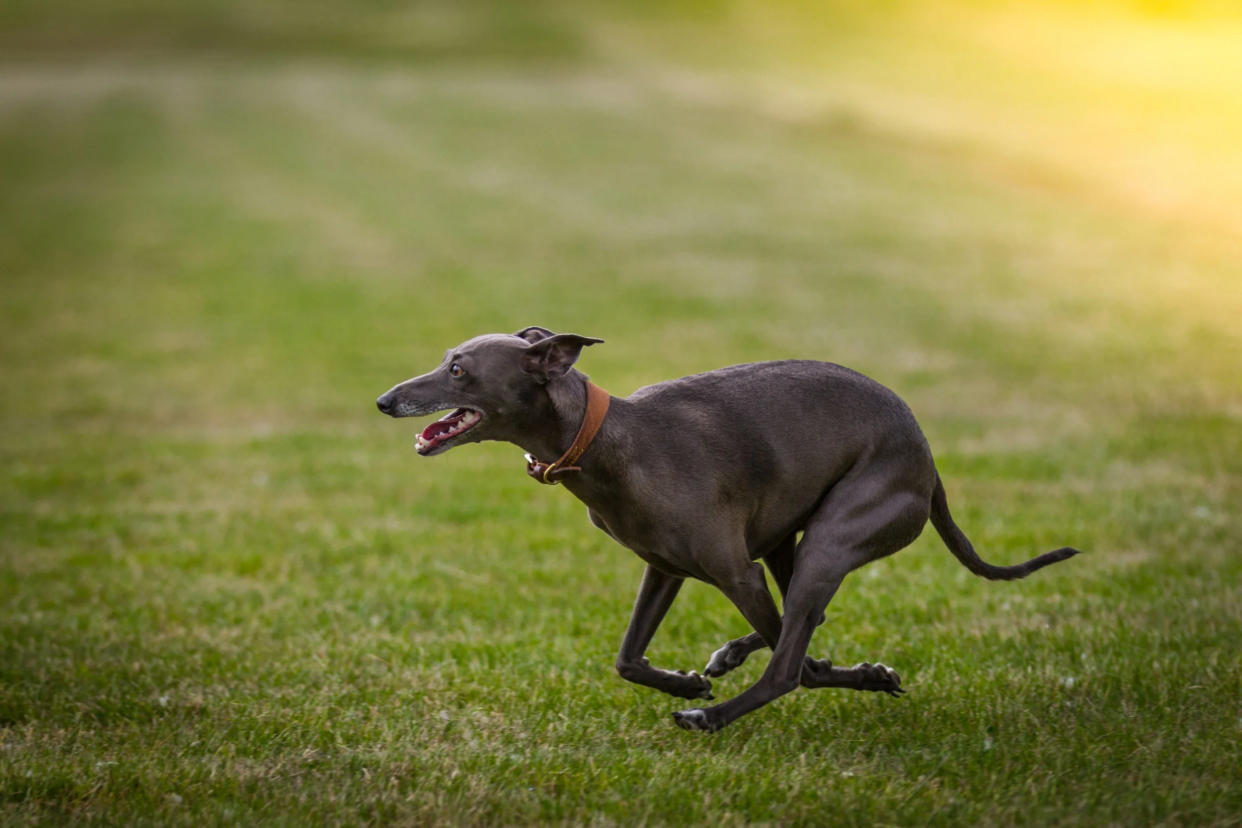 About Fostering — Colorado Greyhound Adoption