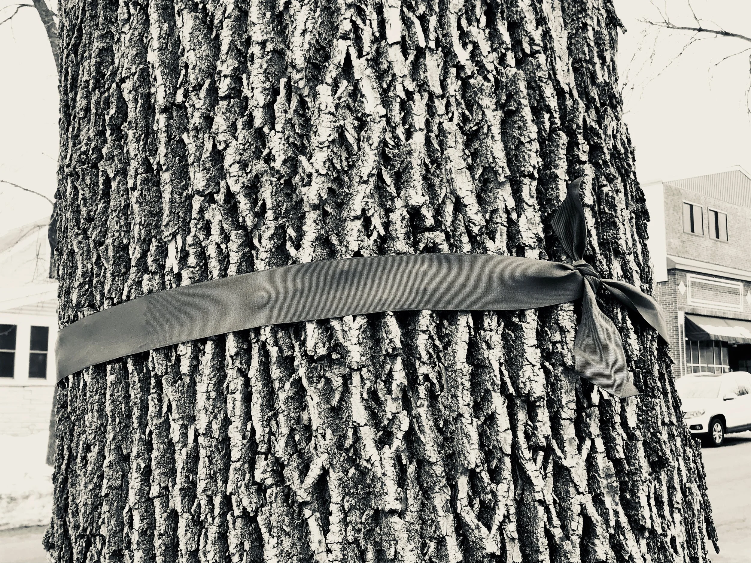 Death in Spring — Pilgrim Lark