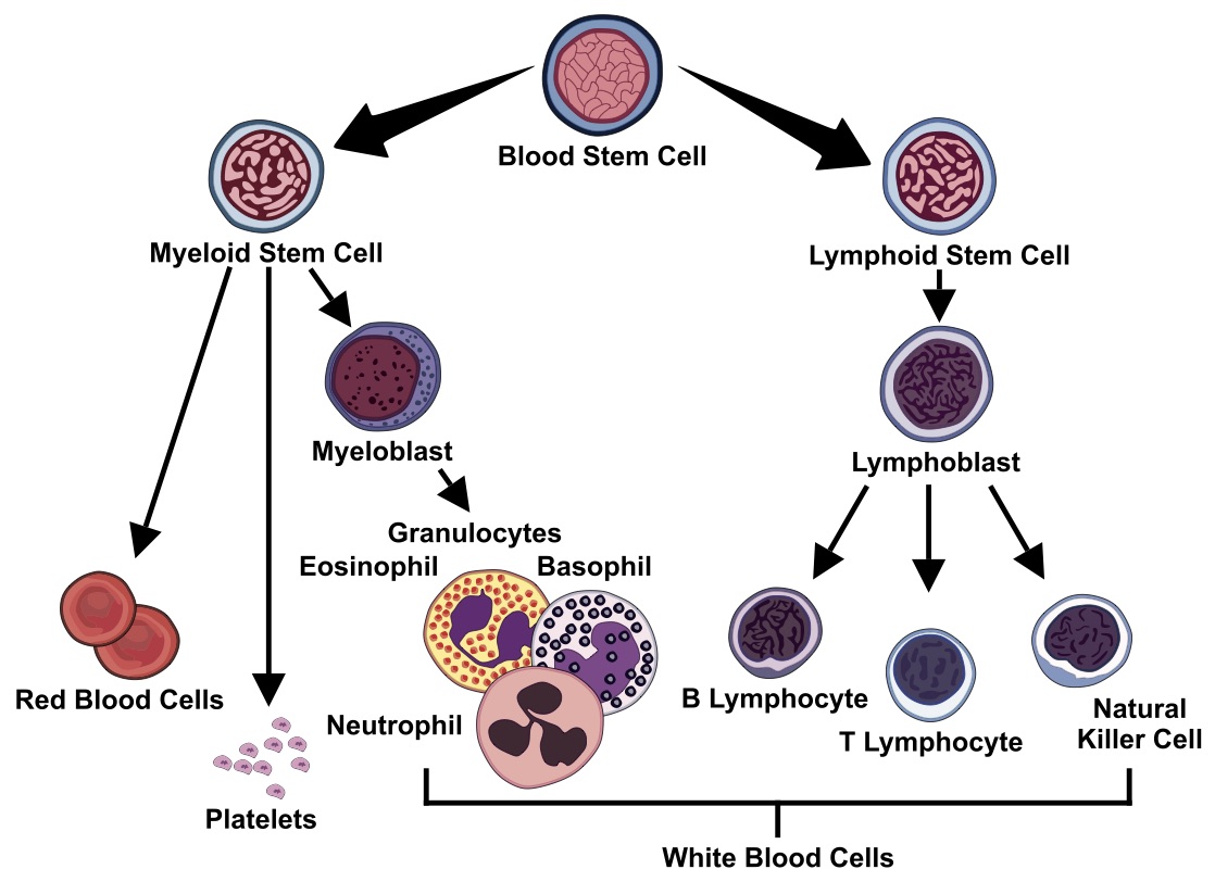 Food Sensitivity Series (PART 1) — Sumovia Naturopathic Healthcare