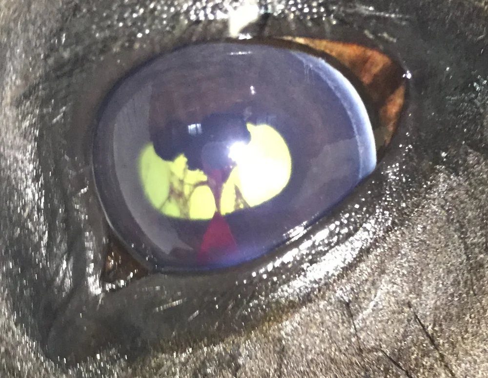 Hyphema — ACVO Public