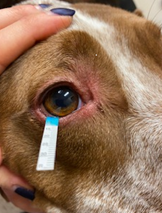 Common Ocular Tests — ACVO Public