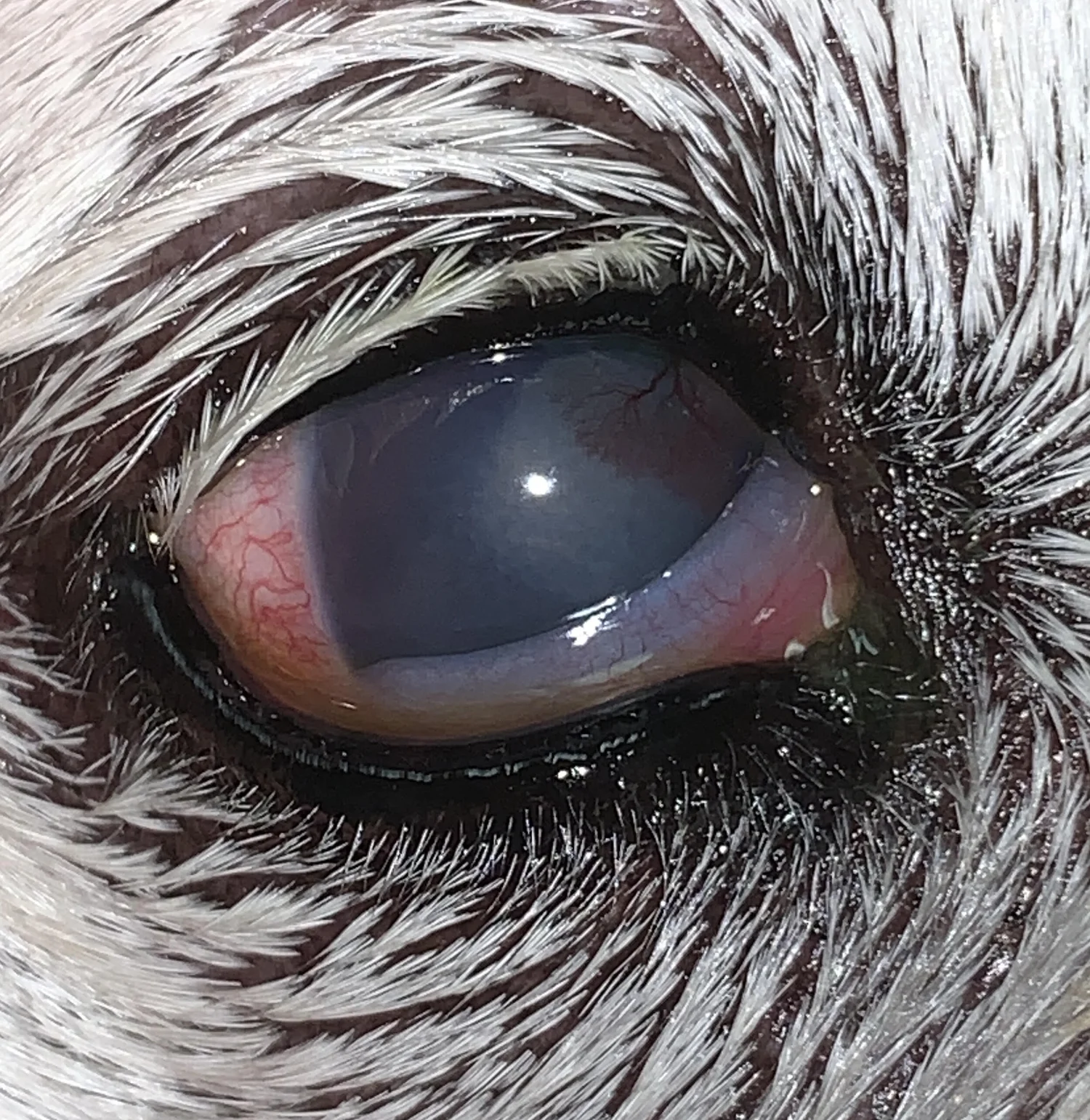Signs of Ocular Discomfort in Your Pet — ACVO Public