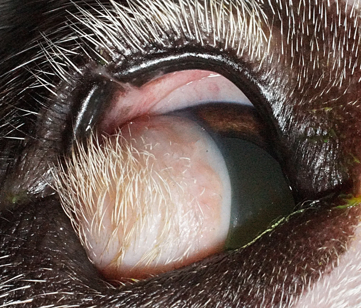 The Hairy Eyeball — ACVO Public