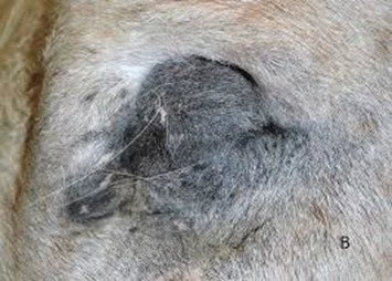 Tips, Treatments & Tricks — ACVO Public