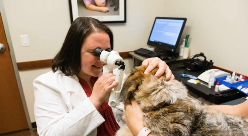 WHAT TO EXPECT DURING MY PET’S EYE EXAM: SMALL ANIMAL EDITION — ACVO Public