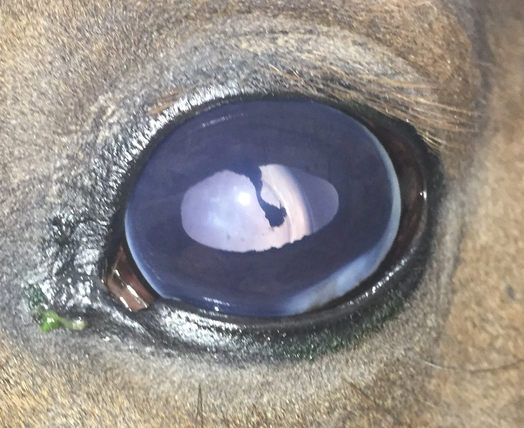 Blunt Ocular Trauma — ACVO Public