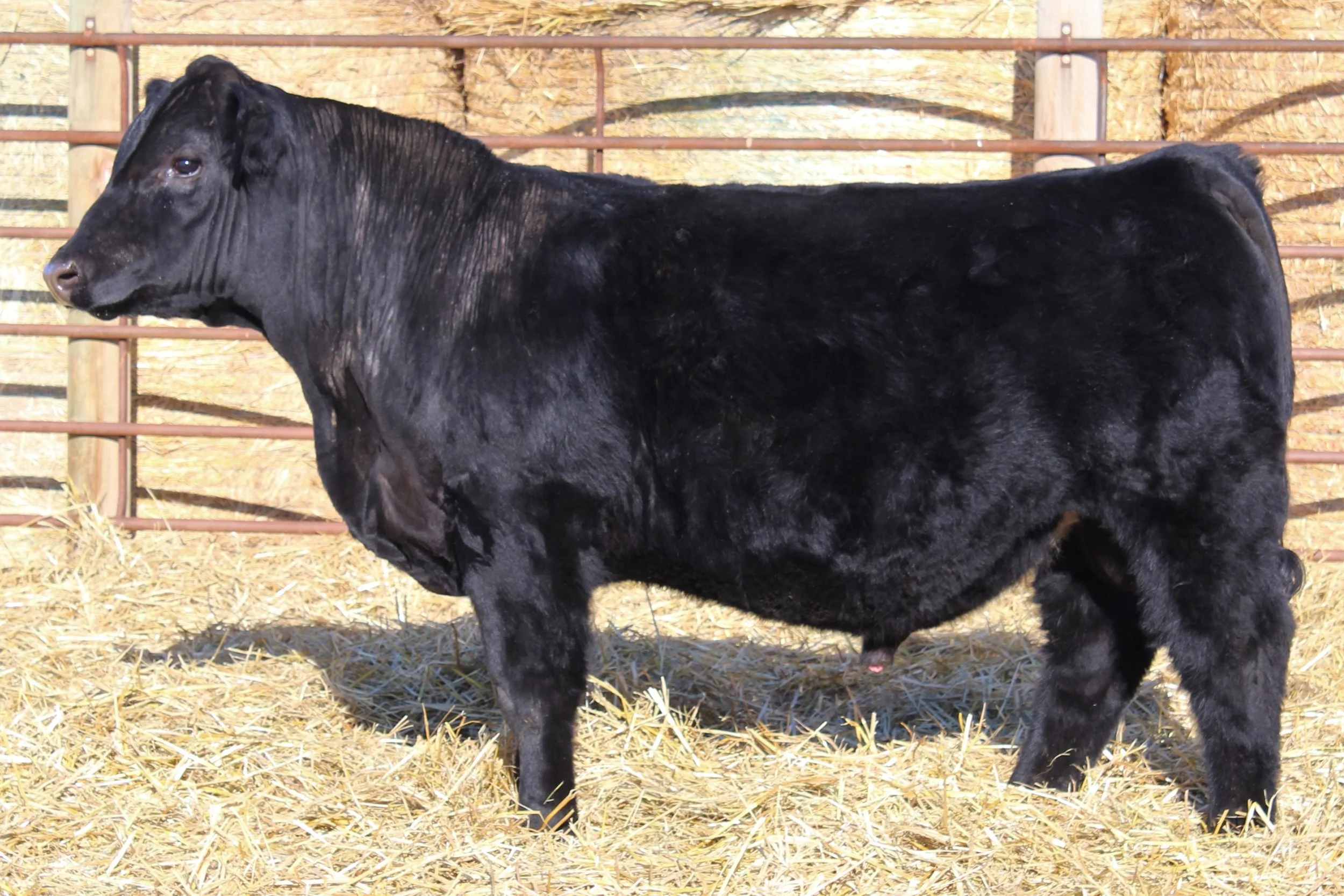 Bull Sale — Emmons Ranch