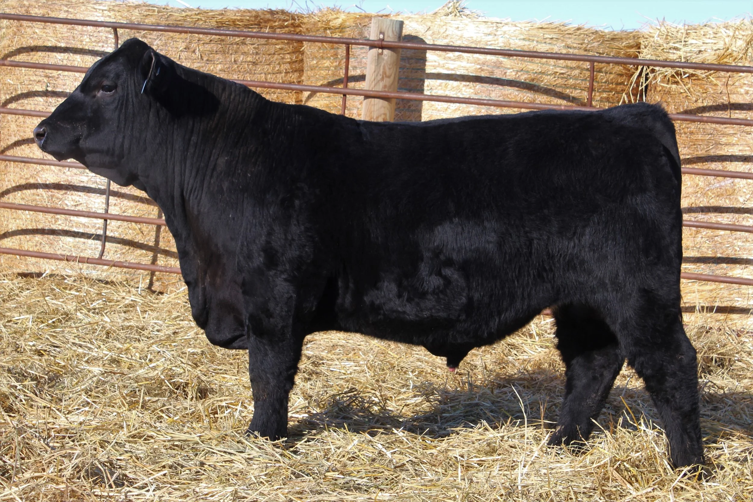 Bull Sale — Emmons Ranch