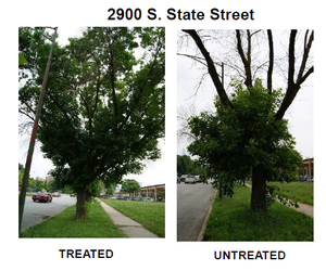 Save Your Ash: Protect Local Trees From Emerald Ash Borer — Heart of ...