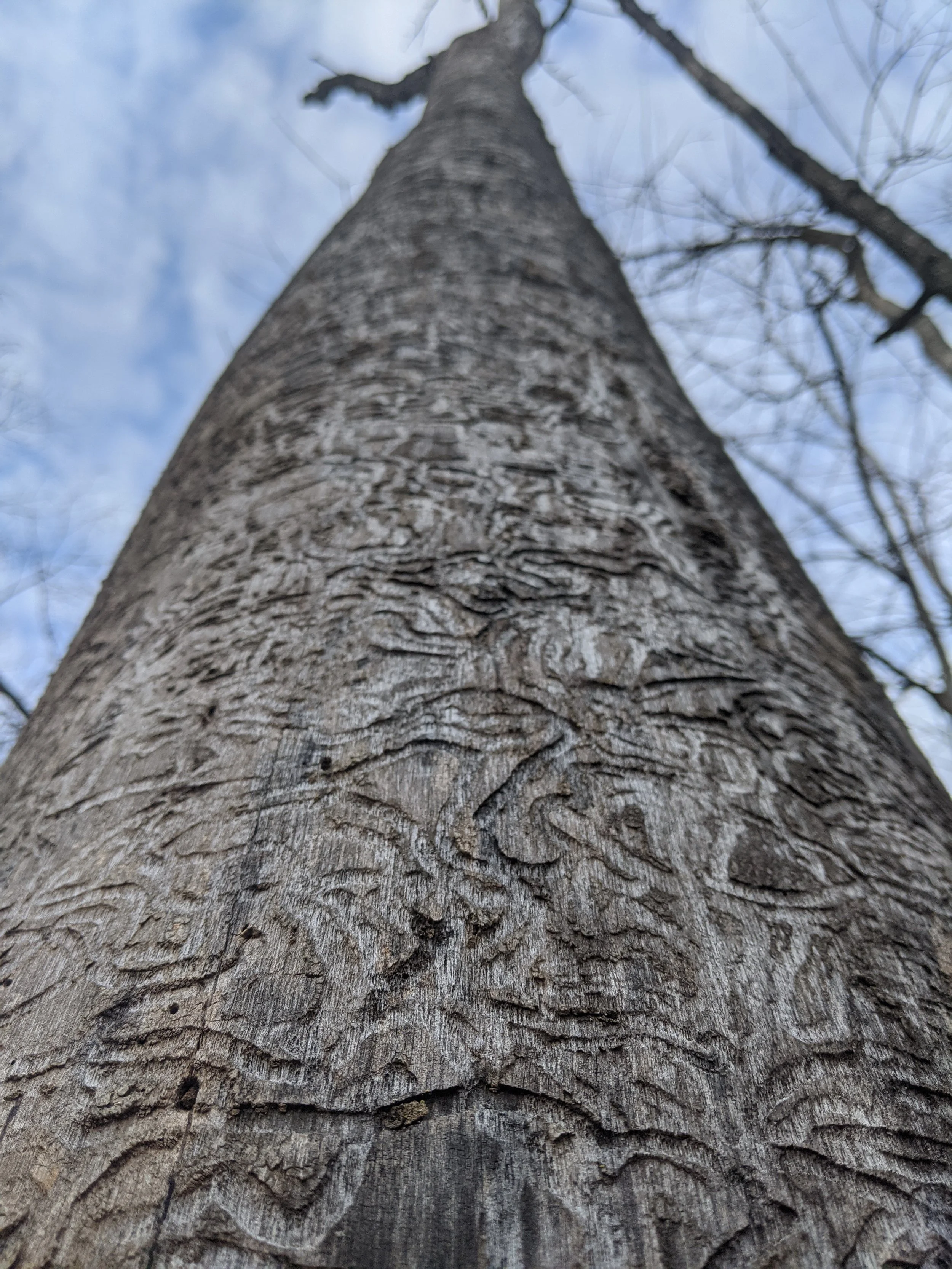 Save Your Ash: Protect Local Trees From Emerald Ash Borer — Heart of ...