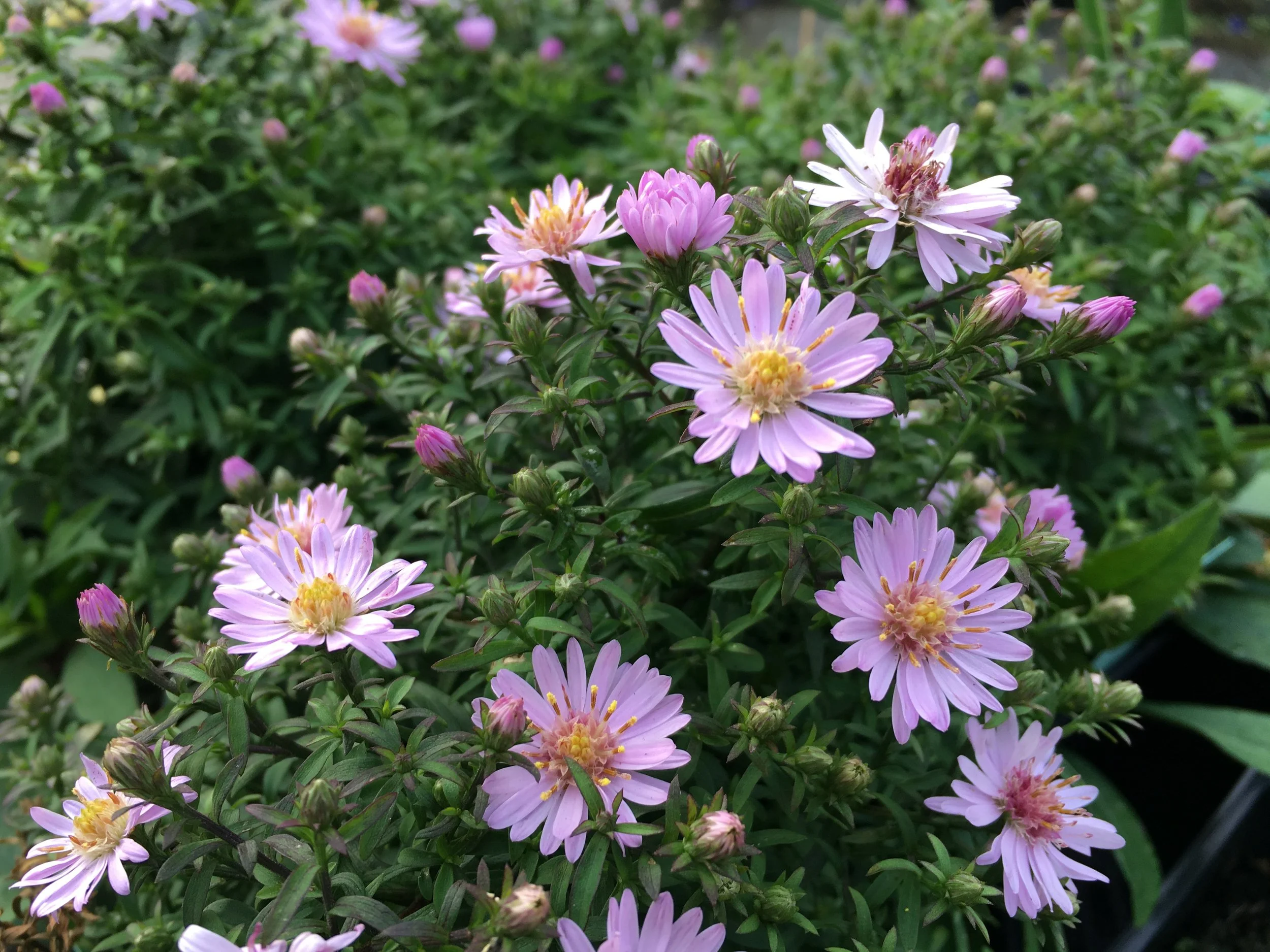 Aster 'Small-Ness' — Binny Nursery
