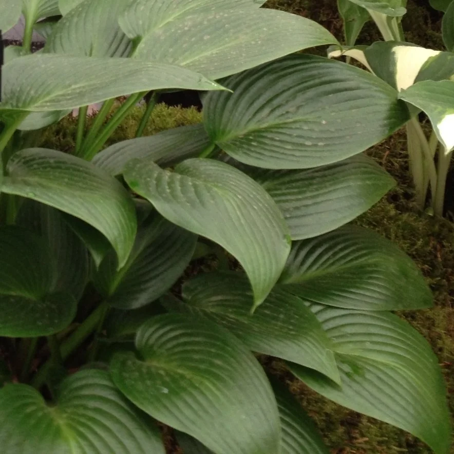 Hosta 'Devon Green' — Binny Nursery