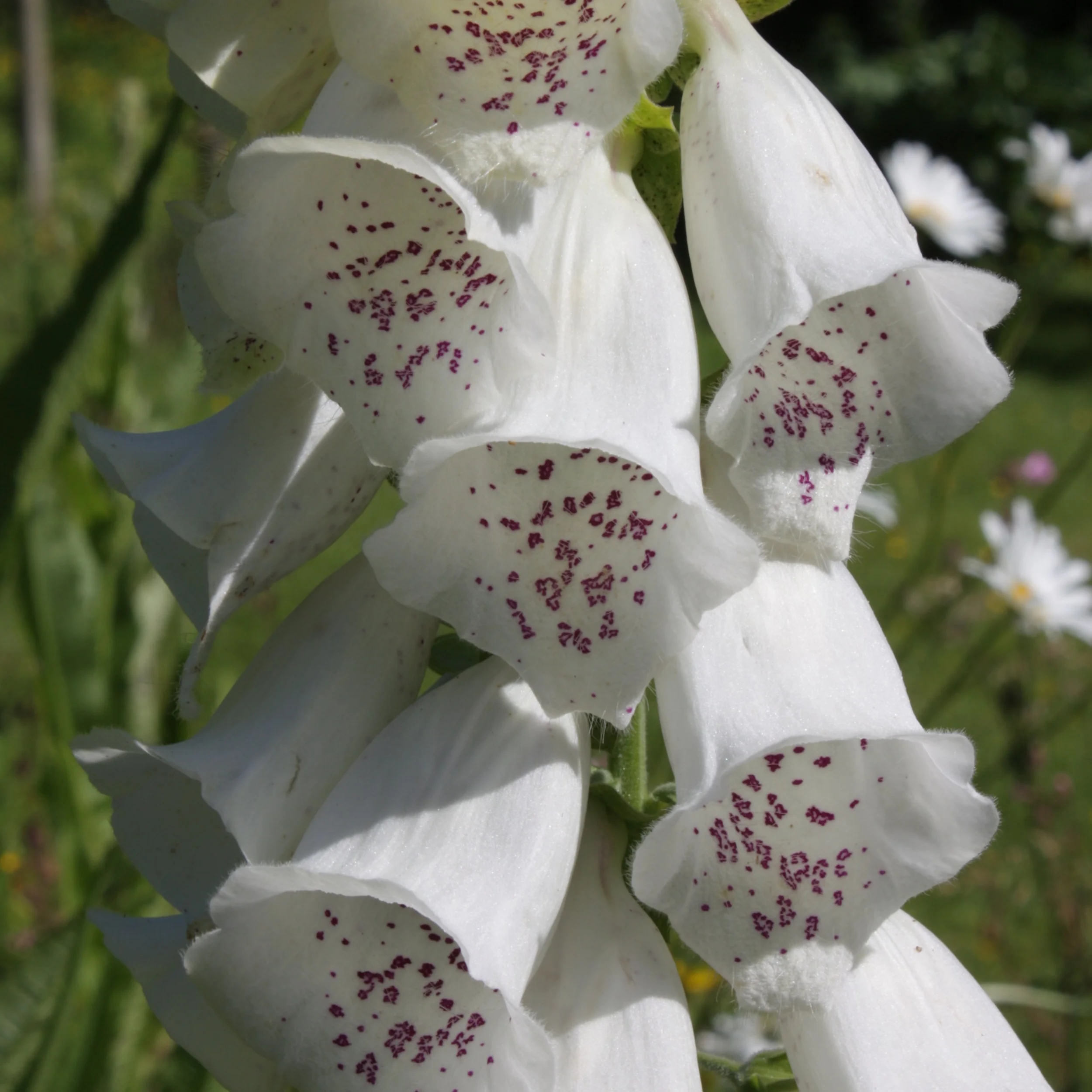 Digitalis Purpurea