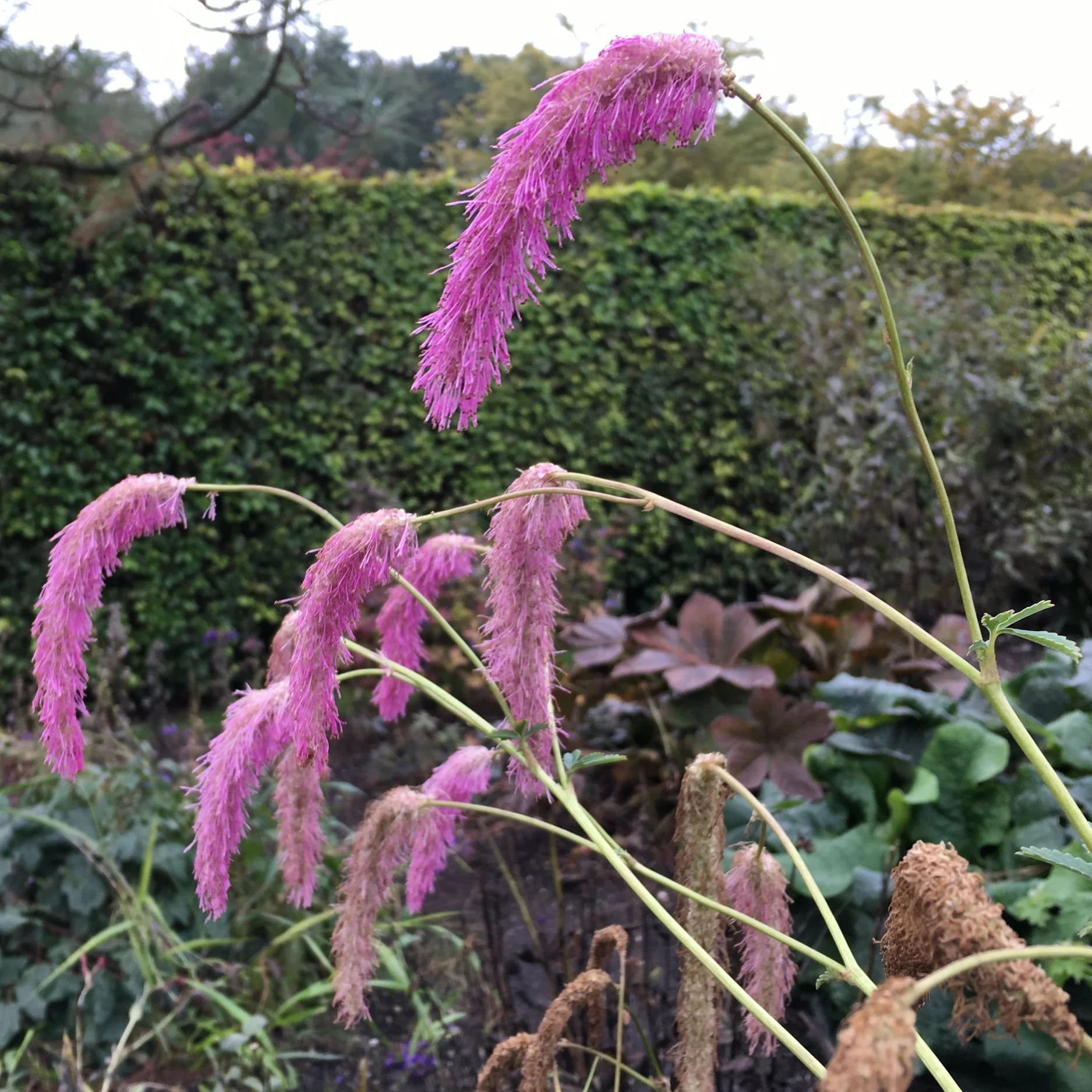 Sanguisorba hakusanensis ' Lilac Squirrel' — Binny Nursery