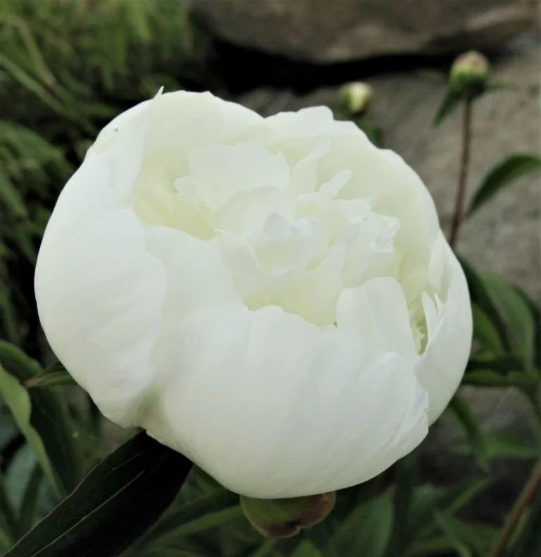 Paeonia 'Duchesse de Nemours' — Binny Nursery