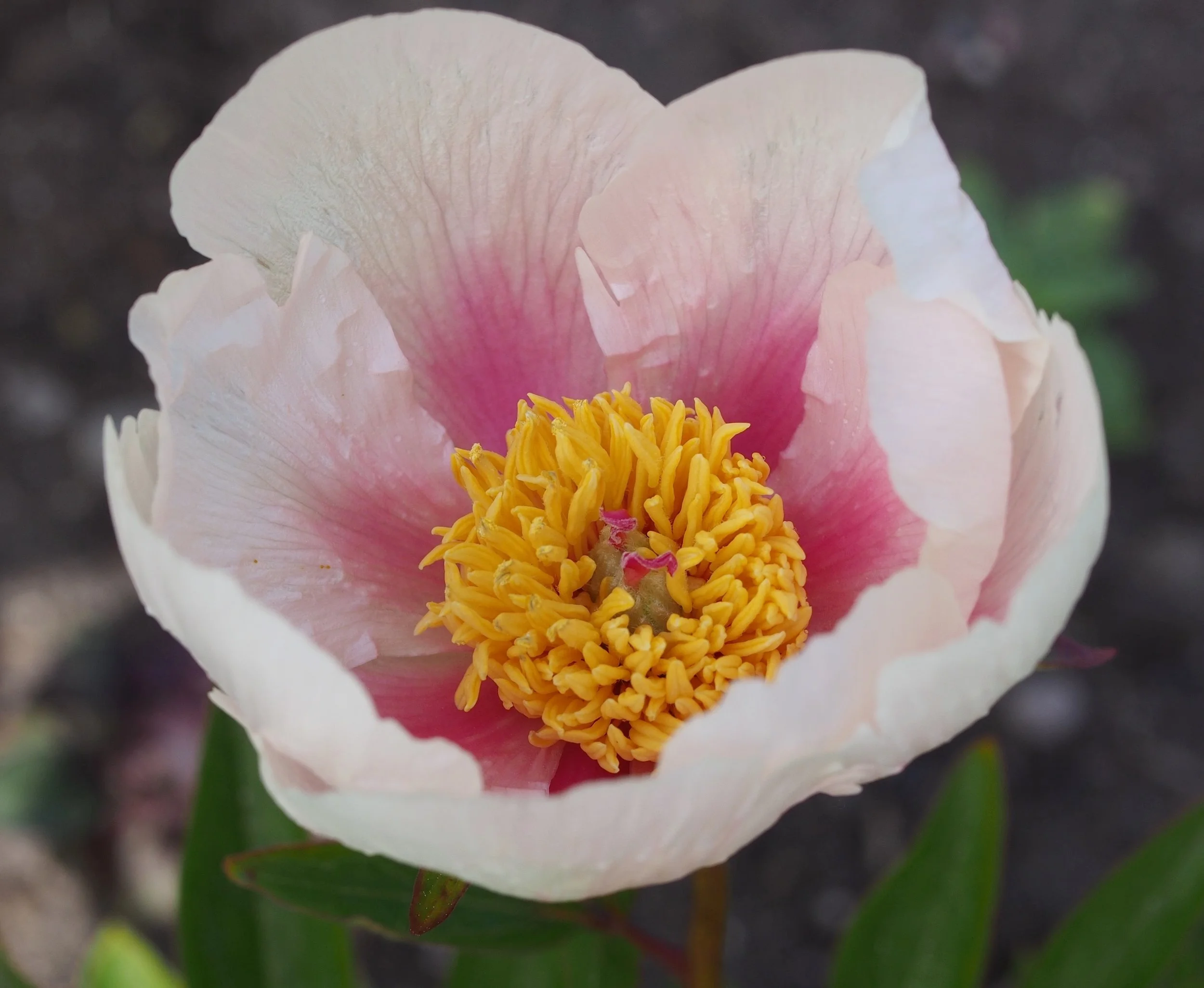 Herbaceous Peonies (A-K) — Binny Nursery