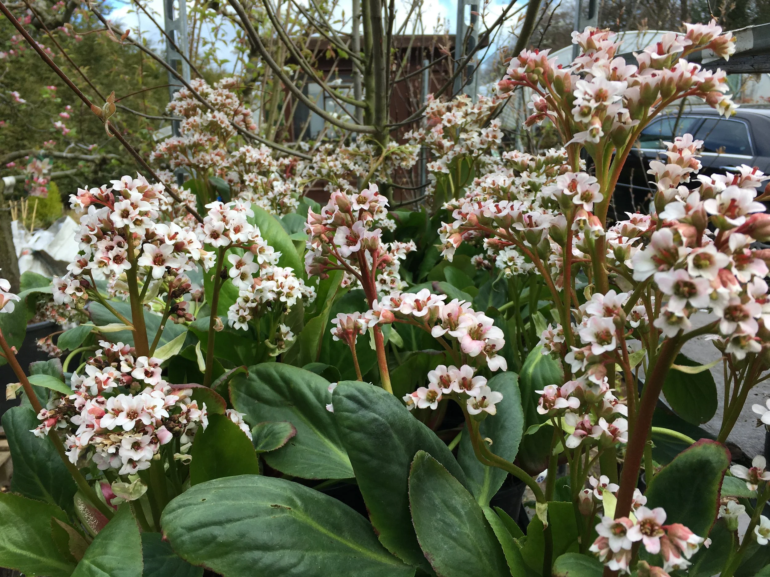 Bergenia 'Bressingham White' — Binny Nursery