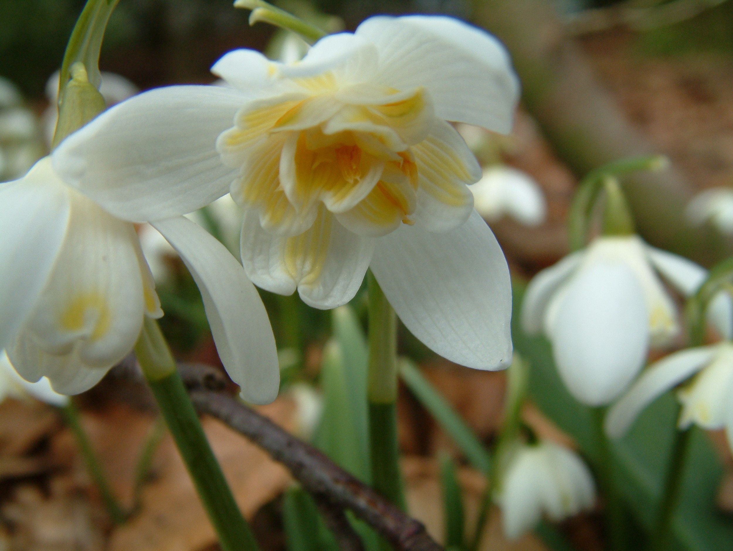 Galanthus nivalis f. pleniflorus 'Lady Elphinstone' — Binny Nursery