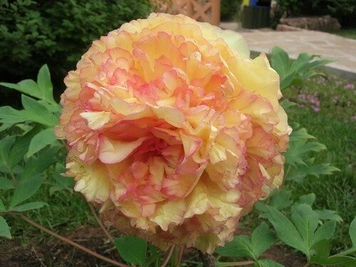 Paeonia (Tree) lutea 'Kinko' syn. 'Alice Harding' — Binny Nursery