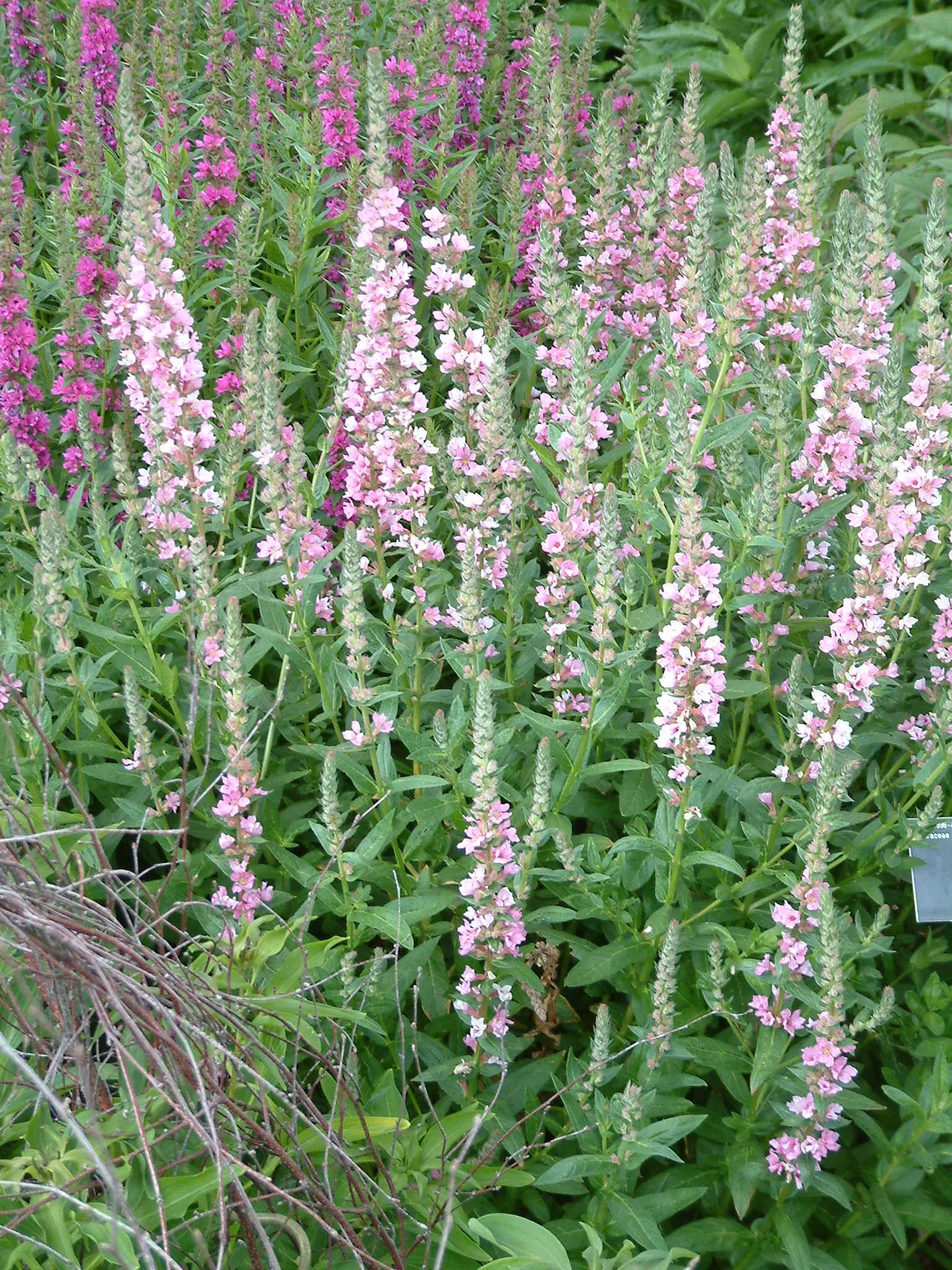 Lythrum salicaria 'Blush' — Binny Nursery