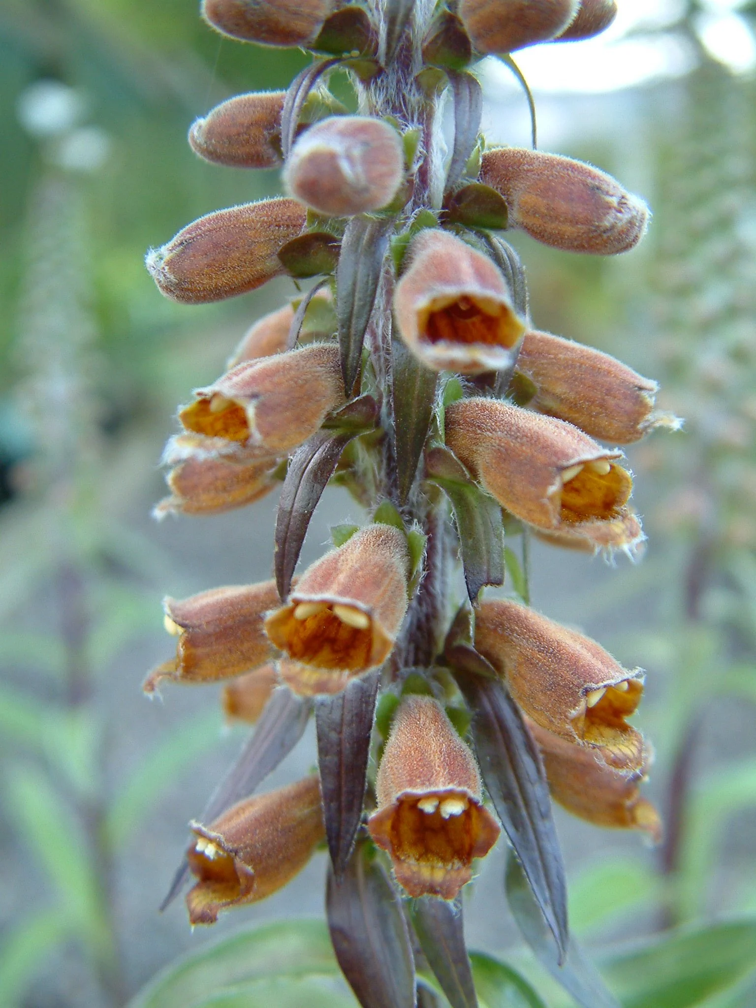 Digitalis purpurea 'Sutton's Apricot' — Binny Plants