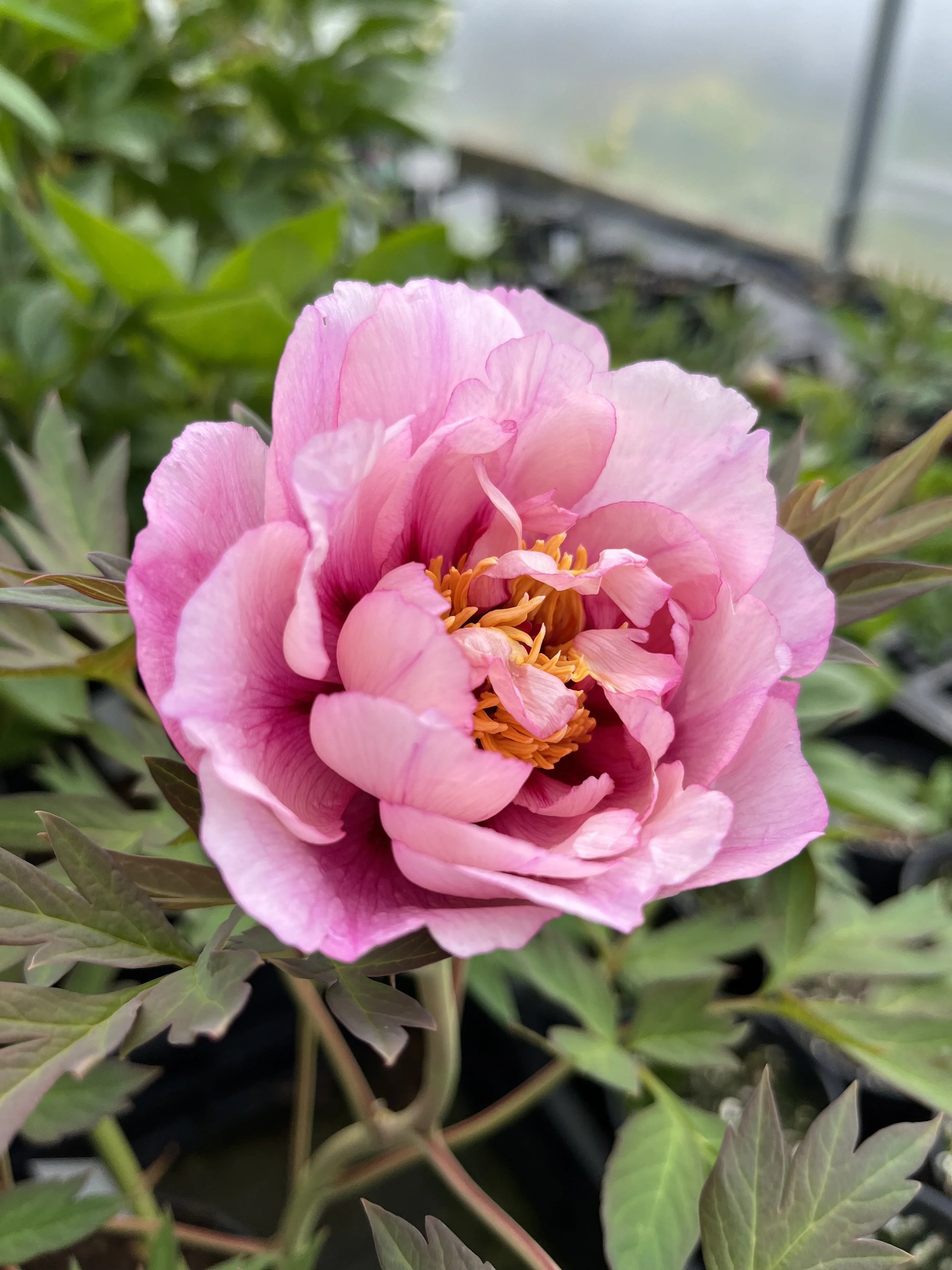 Herbaceous Peonies - Tree Peonies — Binny Plants