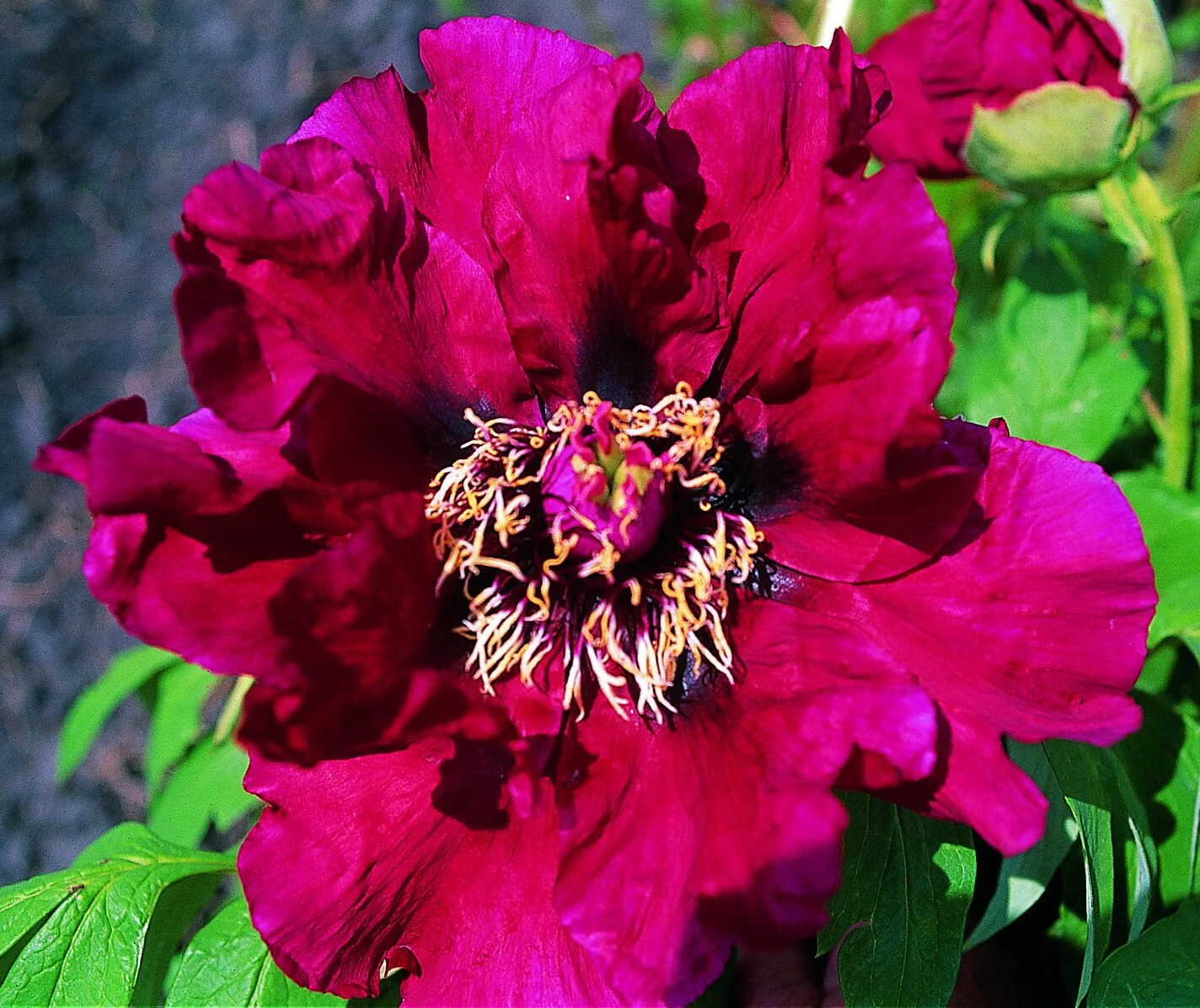 PAEONIA Tree Banquet Binny Plants paeonia-tree-banquet-binny-plants