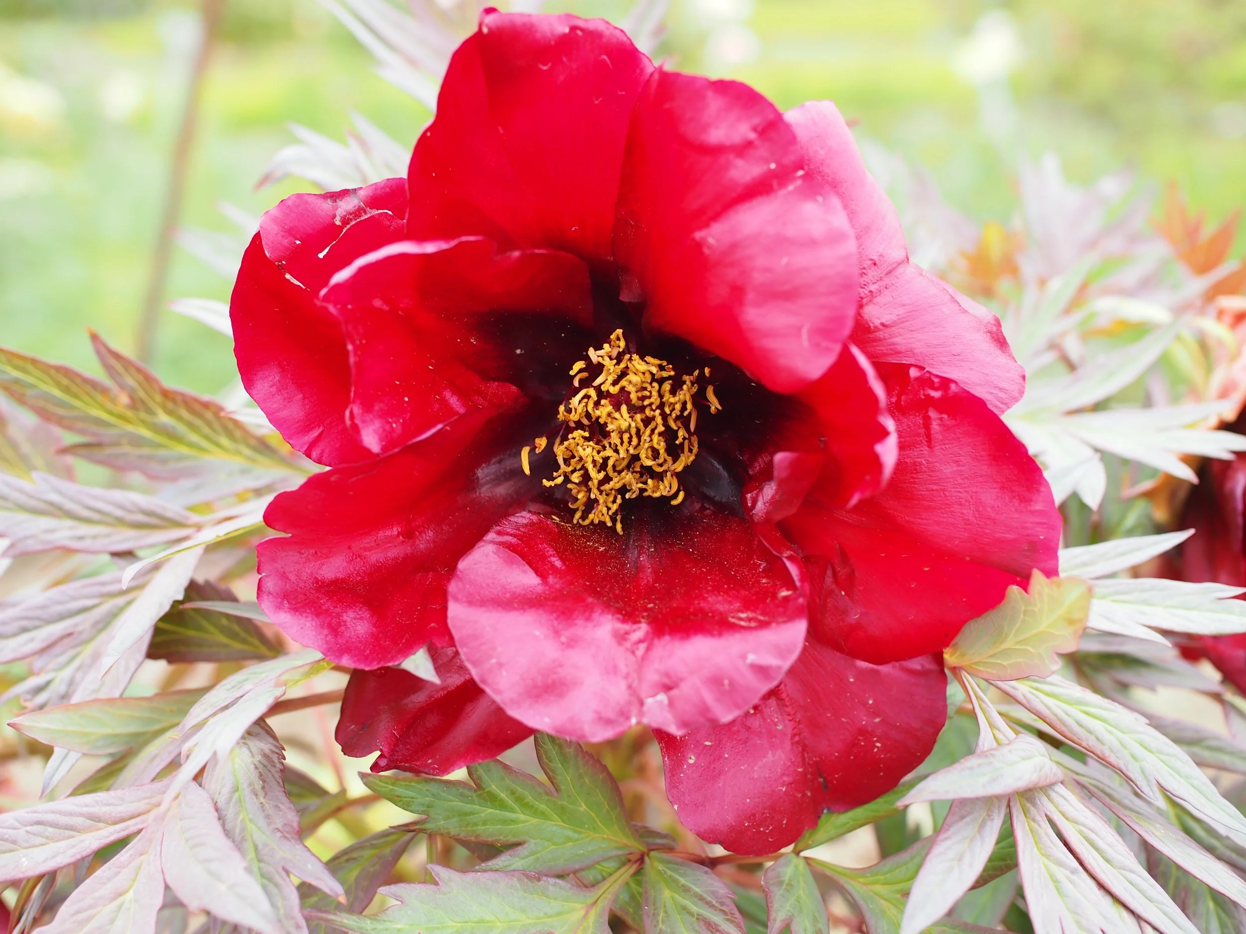 PAEONIA Tree Black Pirate Binny Plants